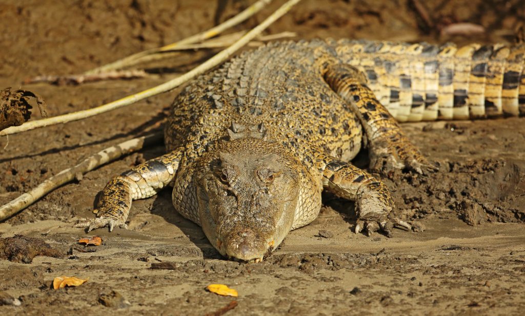 It's buyer beware in Australia's croc country